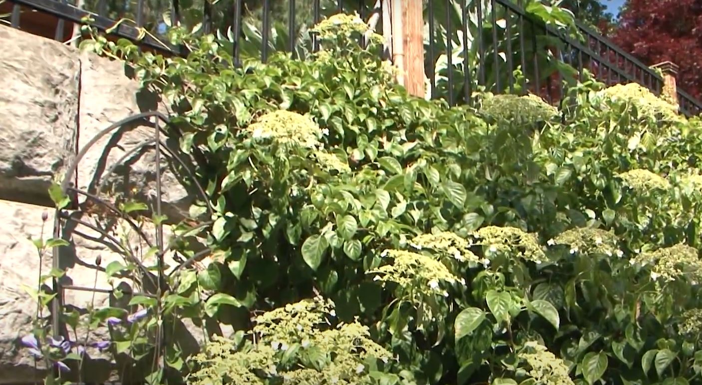 Everything You Need to Know About Climbing Hydrangeas - Boomer Empowerment